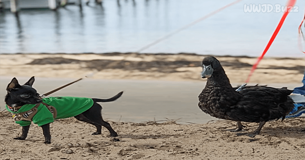 Goose Keeps A Puppy Warm After Being Abandoned On The Street | WWJD