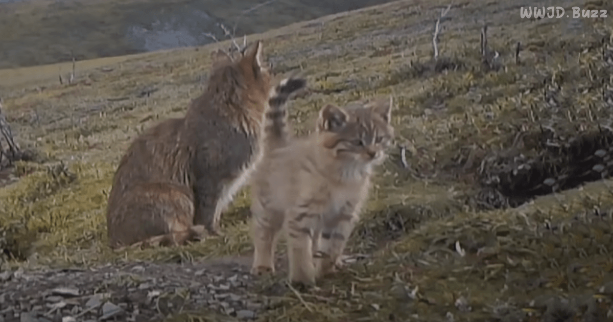Adorable Endangered Chinese Mountain Cats Caught On Rare Video – WWJD
