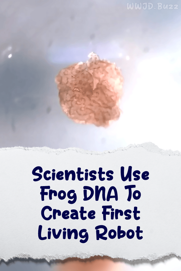 Scientists Use Frog DNA To Create First Living Robot – WWJD