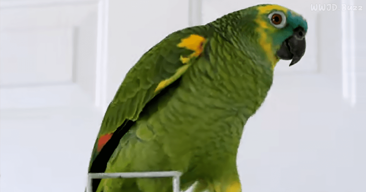 Howard, The Hilarious Bird Guest on Johnny Carson’s Show, 1976 – WWJD