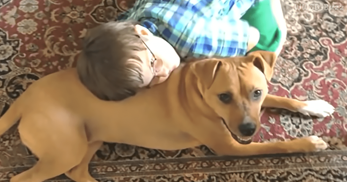 Autistic Boy And His Rescued Pitbull Become Instant Best Friends | WWJD