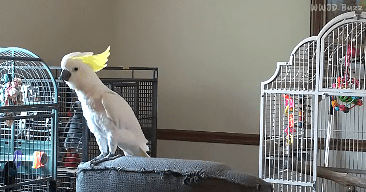 Parrot Starts Rocking Out When Michael Jackson Songs Come On Radio – WWJD