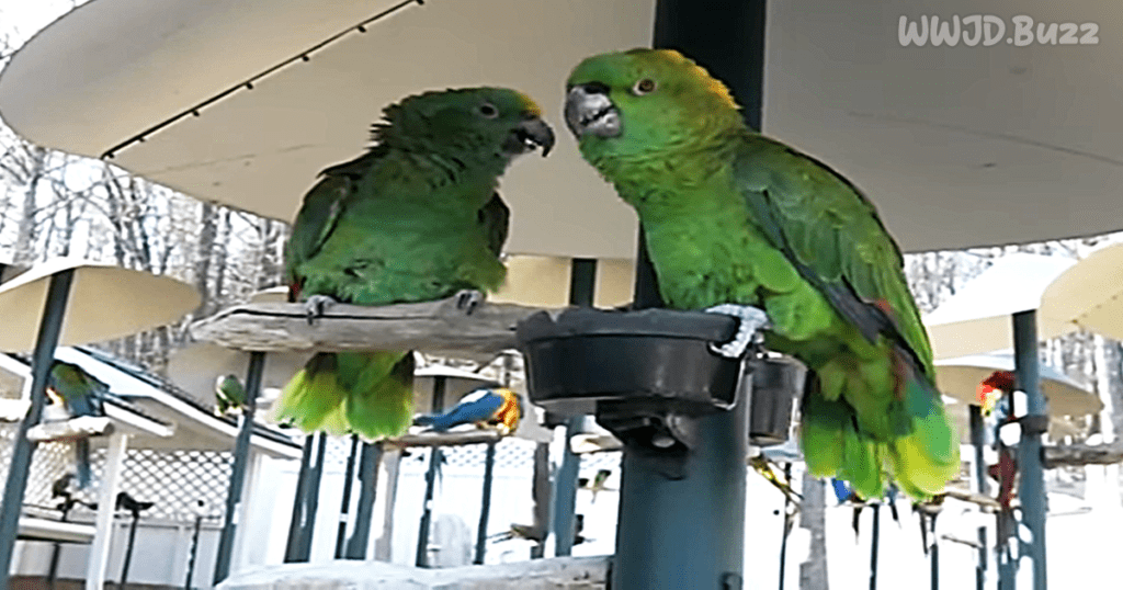 Poncho The Parrot Leaves Johnny Carson Speechless! – WWJD