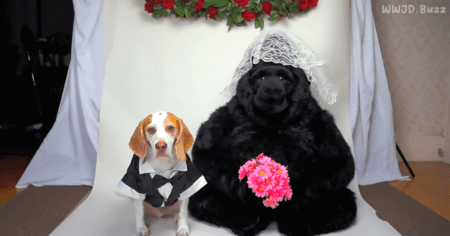 Maymo the Dog Has a Best Friend in His Stuffed Gorilla. So Cute! – WWJD