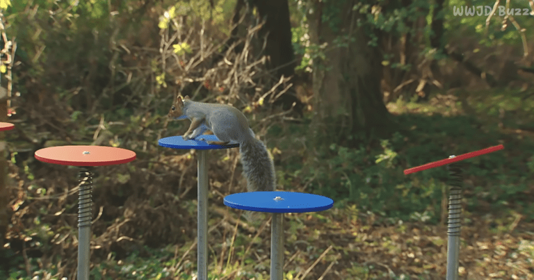 Super-Smart Squirrels Show Off Their Astonishing Problem Solving Skills ...