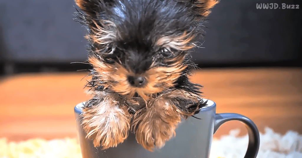 At 3.25 Ounces, Teeny-Tiny Terrier Might Be the World’s Smallest Dog – WWJD