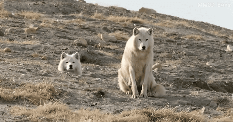 Nothing Comes Between a Mother and Her Pups: Wolf Pack Teams Up To ...