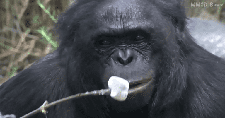 Kanzi The Chimpanzee Builds A Camp Fire And Doesn't Stop There | WWJD