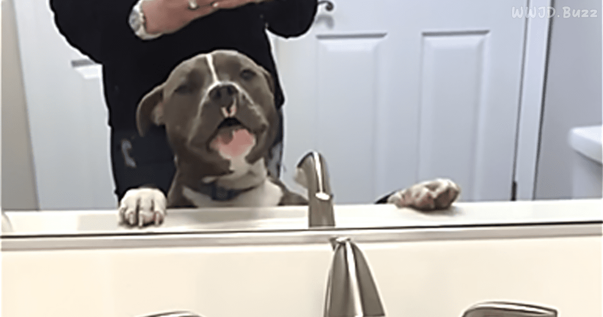 Pitbull Confuddled By Her Reflection And Won’t Stop Singing – WWJD