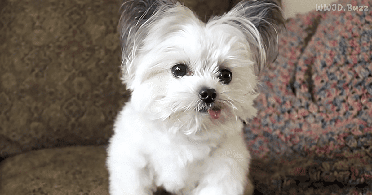 Meet Norbert: The Adorable 7-inch Micro Therapy Dog | WWJD