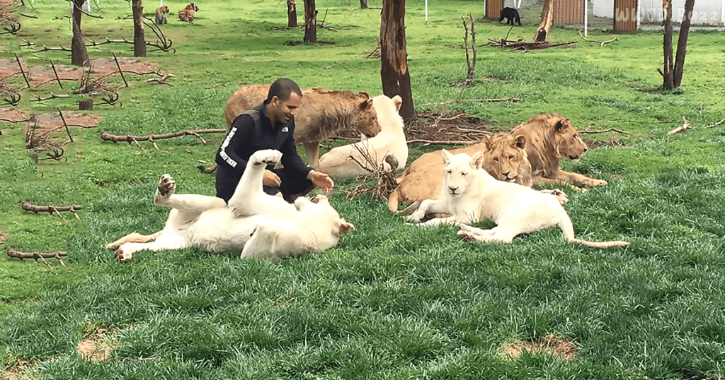Leopard Charges His Zookeeper While His Back Is Turned. But A Tiger ...