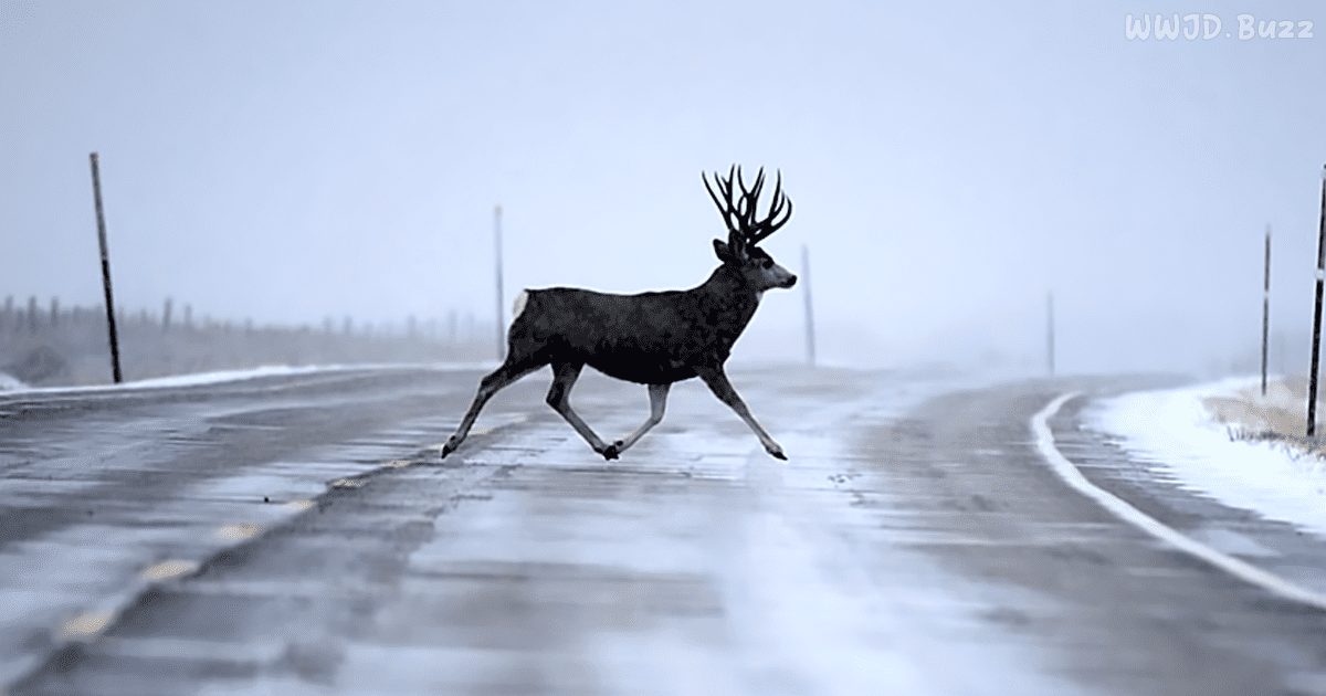 Researchers Find That Deer Migrate Across Wyoming And How Far They ...