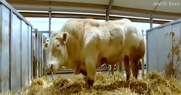 These Gigantic “Super Cows” Resemble Bovine Body-Builders – WWJD