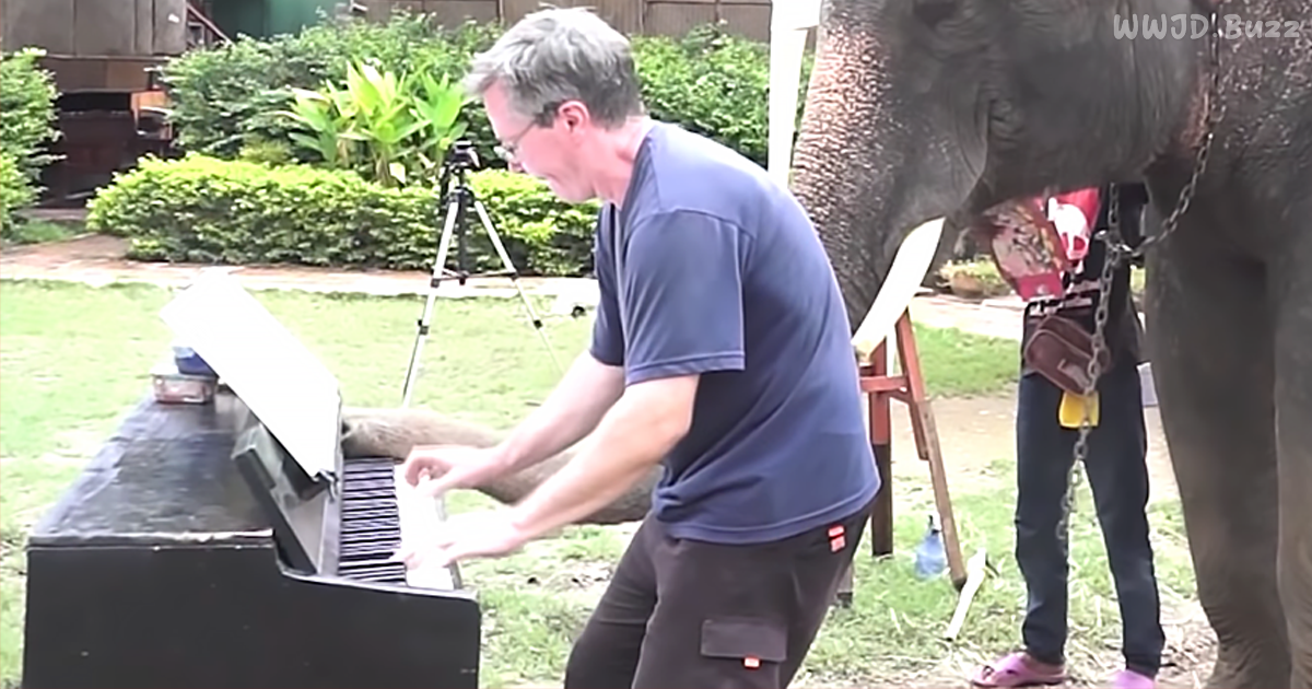 A Visiting Pianist Had Quite the Shock when This Elephant Decided to ...