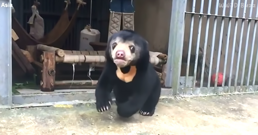 Rescued Bear Cub Energetically Tries Out Everything at New Playground ...