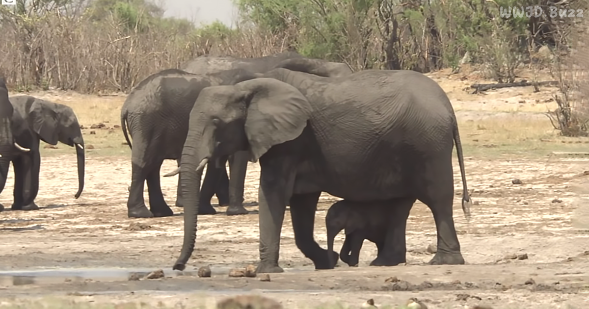 Elephants' Incredible Intelligence Will Shock Even The Coldest Heart | WWJD