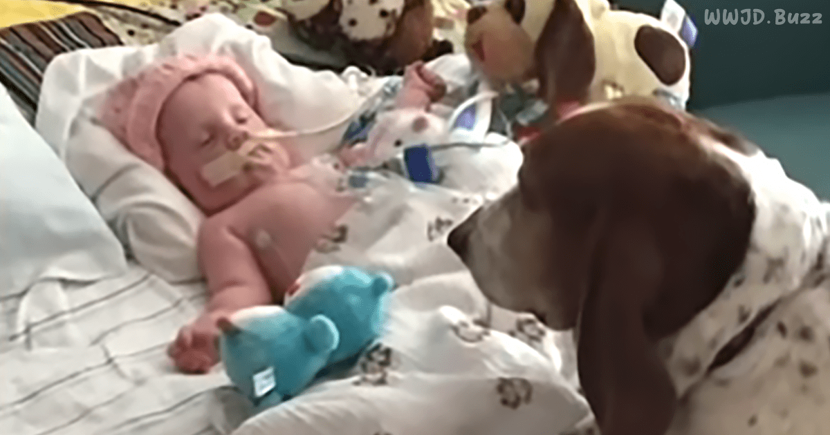 Touching Story of A Dying Baby and Her Two Best Buddies | WWJD