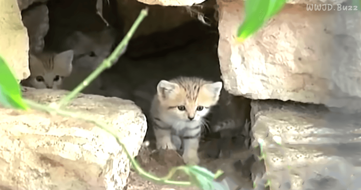Once A Near-Threatened Species, Sand Cat Kittens Are Born At The Zoo In ...