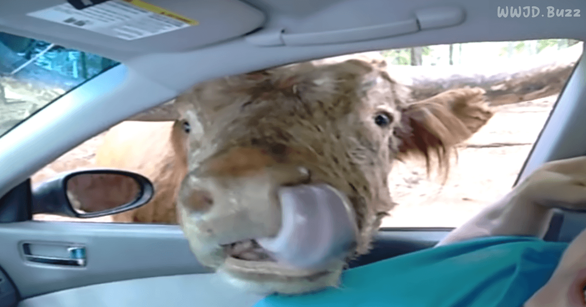 Cow Gets A Little Too Excited Trying To Get A Pickle – WWJD