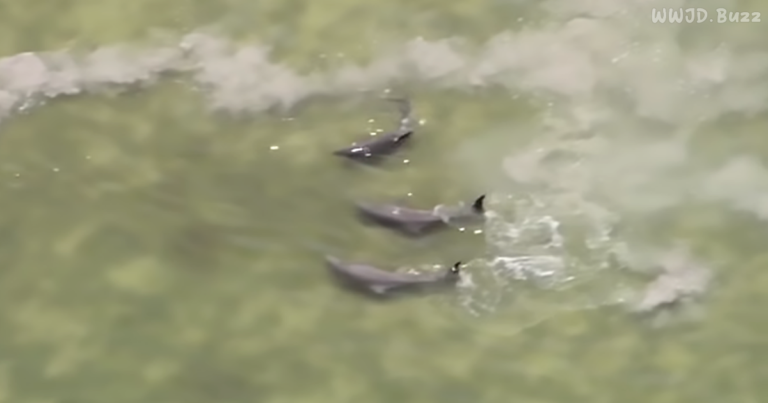 Dolphin Creates a Strange Circle Pattern and Waits as the Camera ...