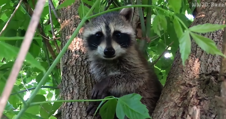 Adorable Baby Raccoons Adopt Fisherman For Cutest Friendship You'll See ...