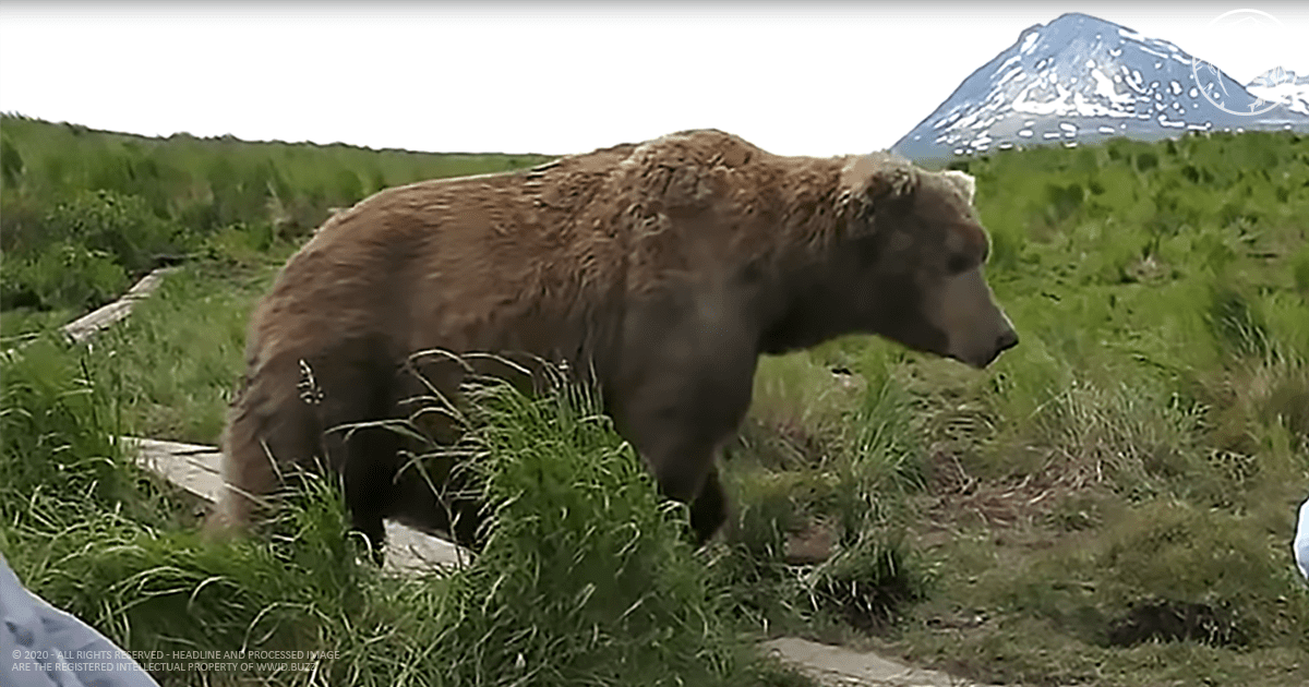 Wild Brown Bear Sneaks Up On Camper, Then Decides to Sit Next to Him | WWJD