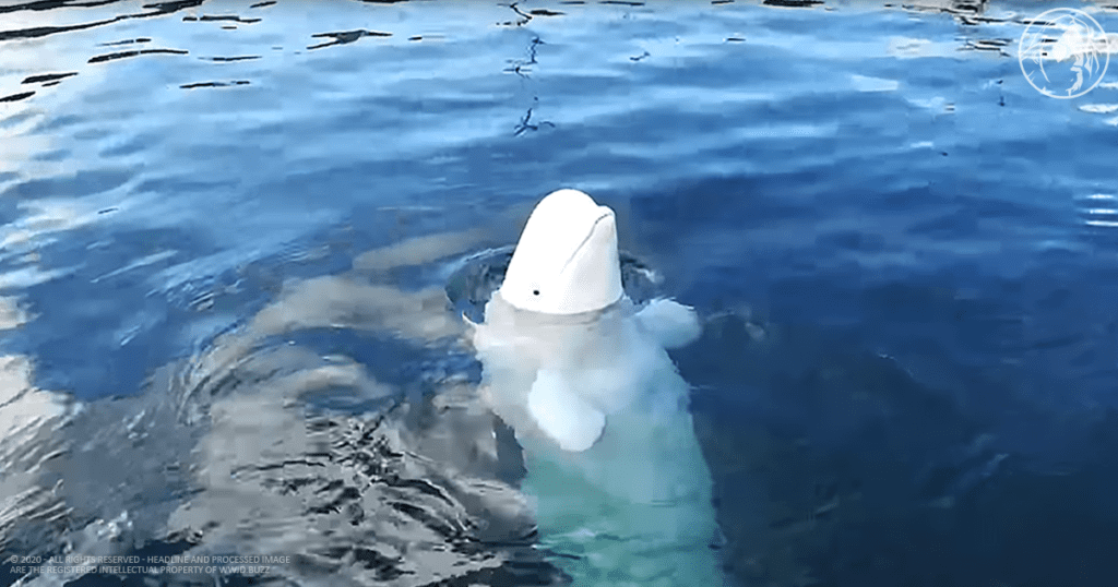 Meet The Beluga Whale That Might Be A Russian Spy – WWJD
