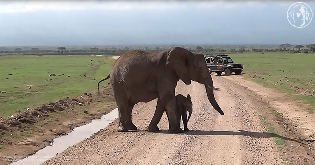Playful Baby Elephant Loves to Cuddle – Can the Human Keep up The Hugs ...