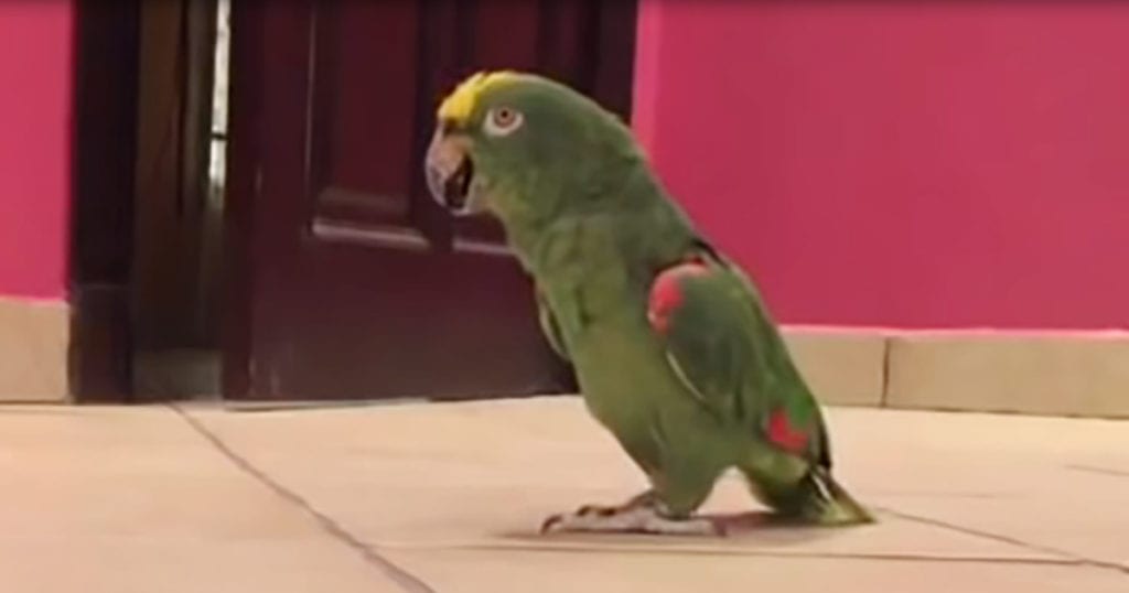 A Seemingly Innocent Parrot Has A Dark Side – And We’ve Got Goosebumps ...