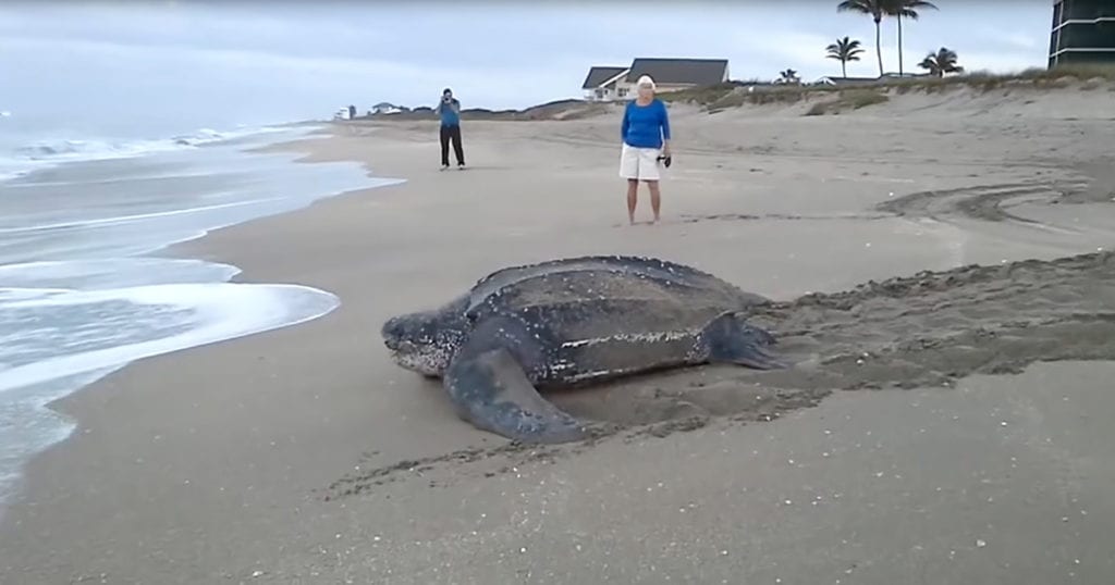 Stunning Footage Caught of Massive Turtle Relaxing on Beach | WWJD