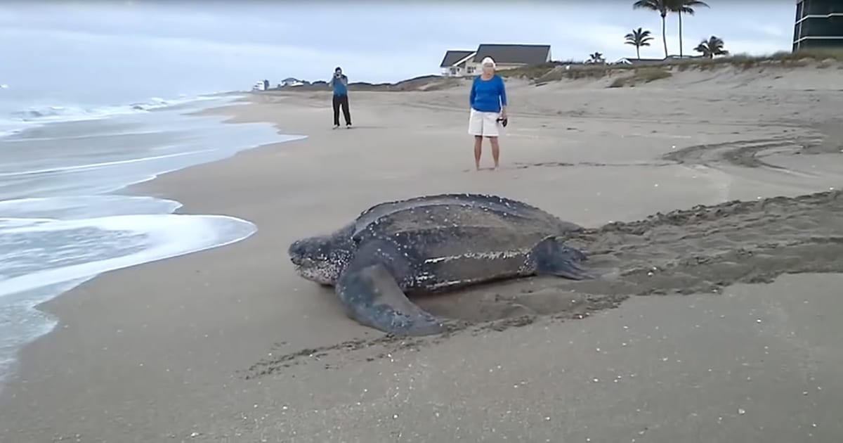 Stunning Footage Caught of Massive Turtle Relaxing on Beach | WWJD