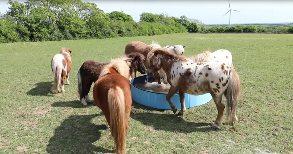 Cute Ponies Cool Off in Tiny Paddling Pool – WWJD