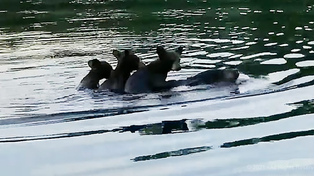 She Doesn’t Know If This Chimp Will Remember Her After 18 Years. Now ...