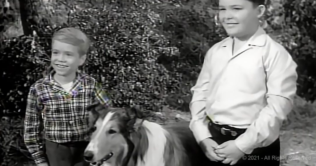 Little Timmy fondly recalls his time with Lassie – WWJD